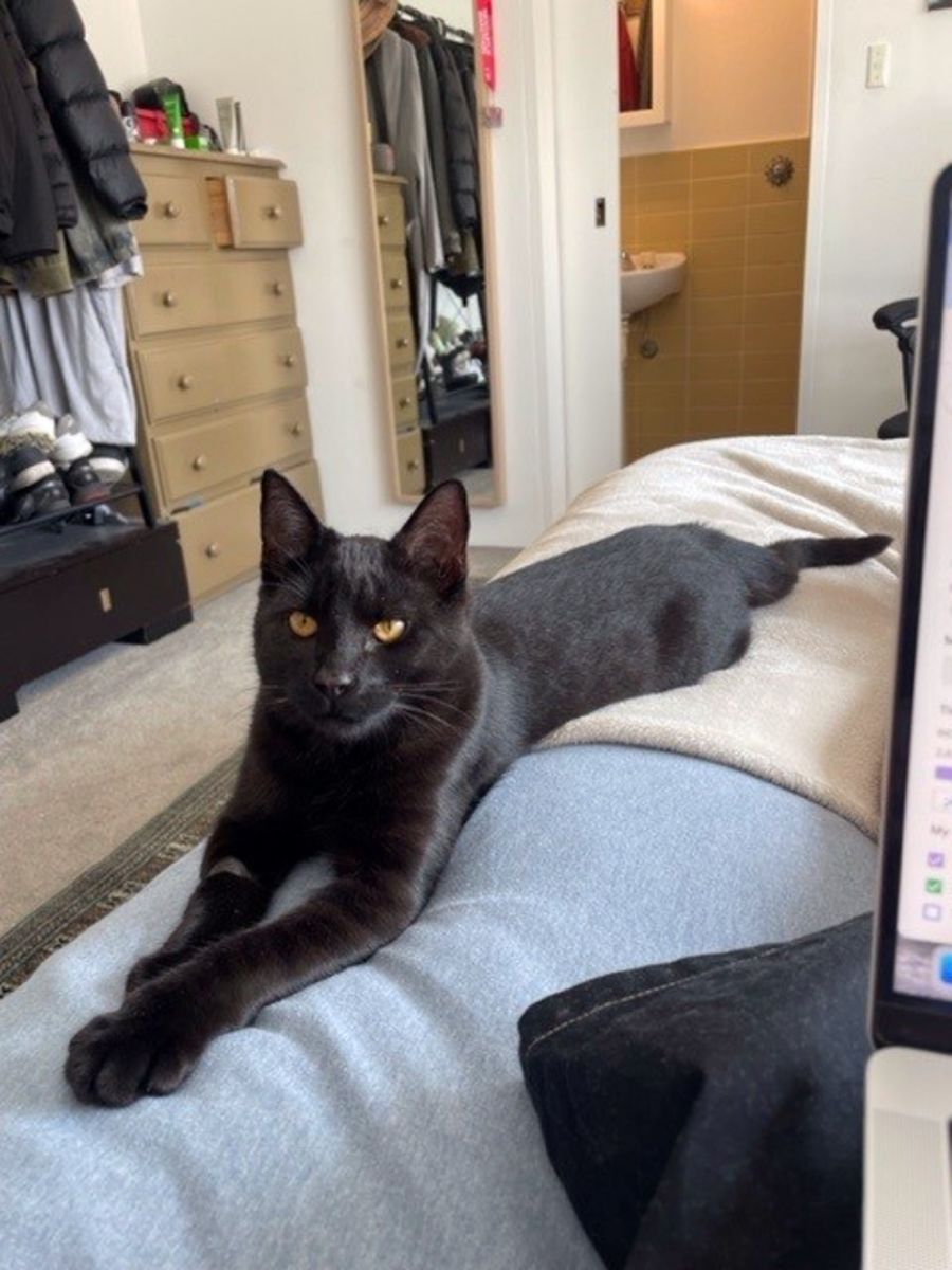 Mr Midnight - Male Domestic Short Hair Cat in NSW - PetRescue