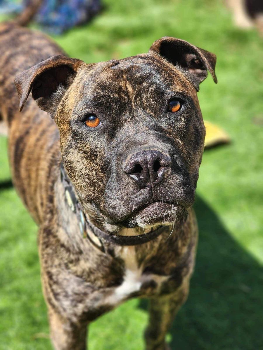 Sooty - Large Female Staffy Mix Dog in VIC - PetRescue