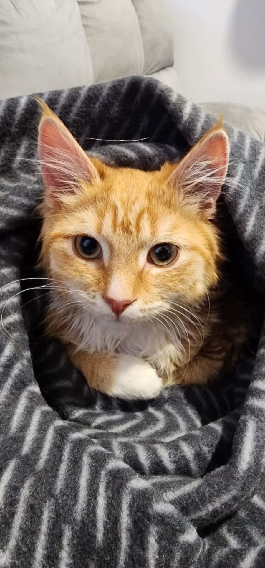 Samwise - Male Domestic Medium Hair Cat in VIC - PetRescue