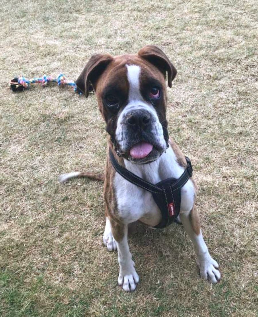 Bruce - Medium Male Boxer Dog in NSW - PetRescue