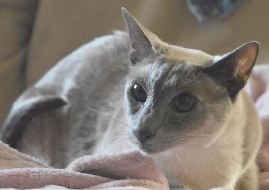 Ruby - Female Siamese Cat in VIC - PetRescue