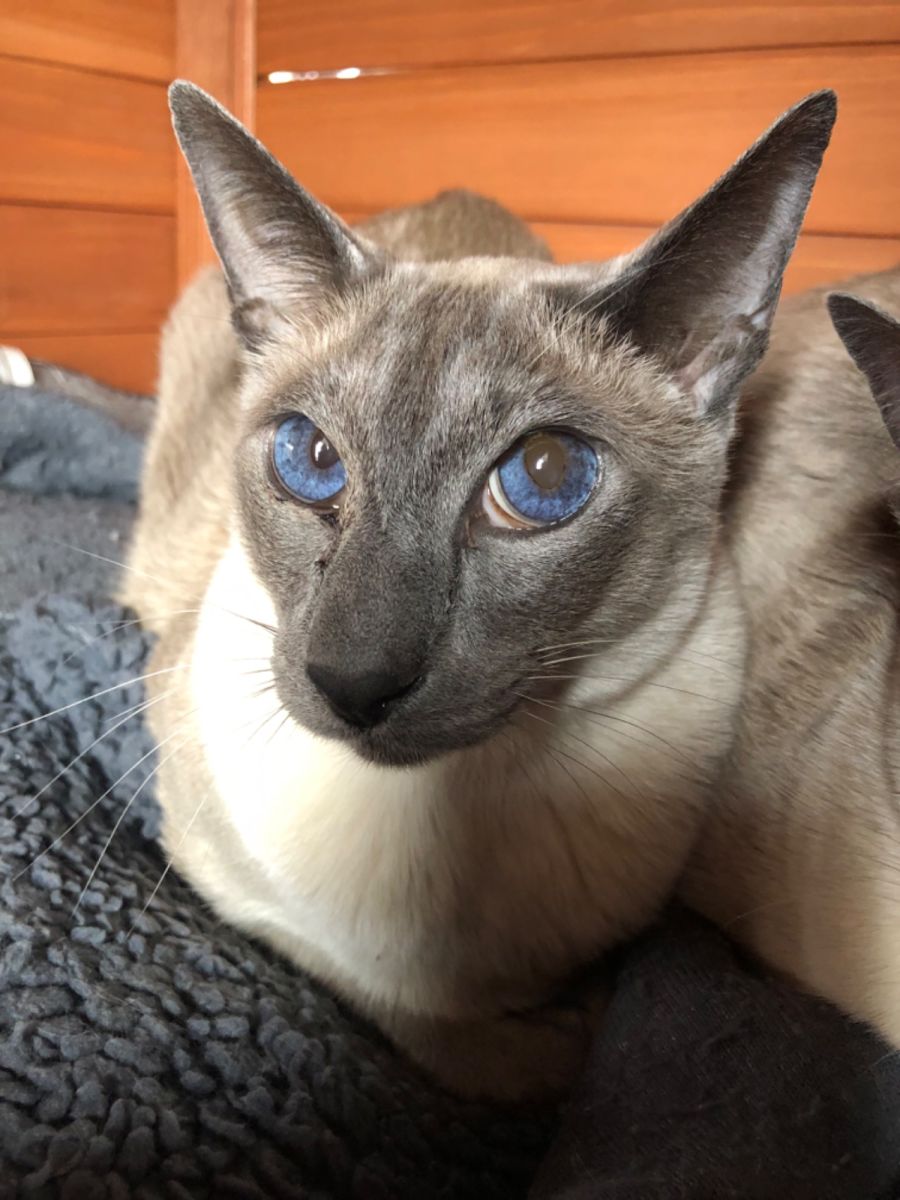 Koby - Male Siamese Cat in VIC - PetRescue