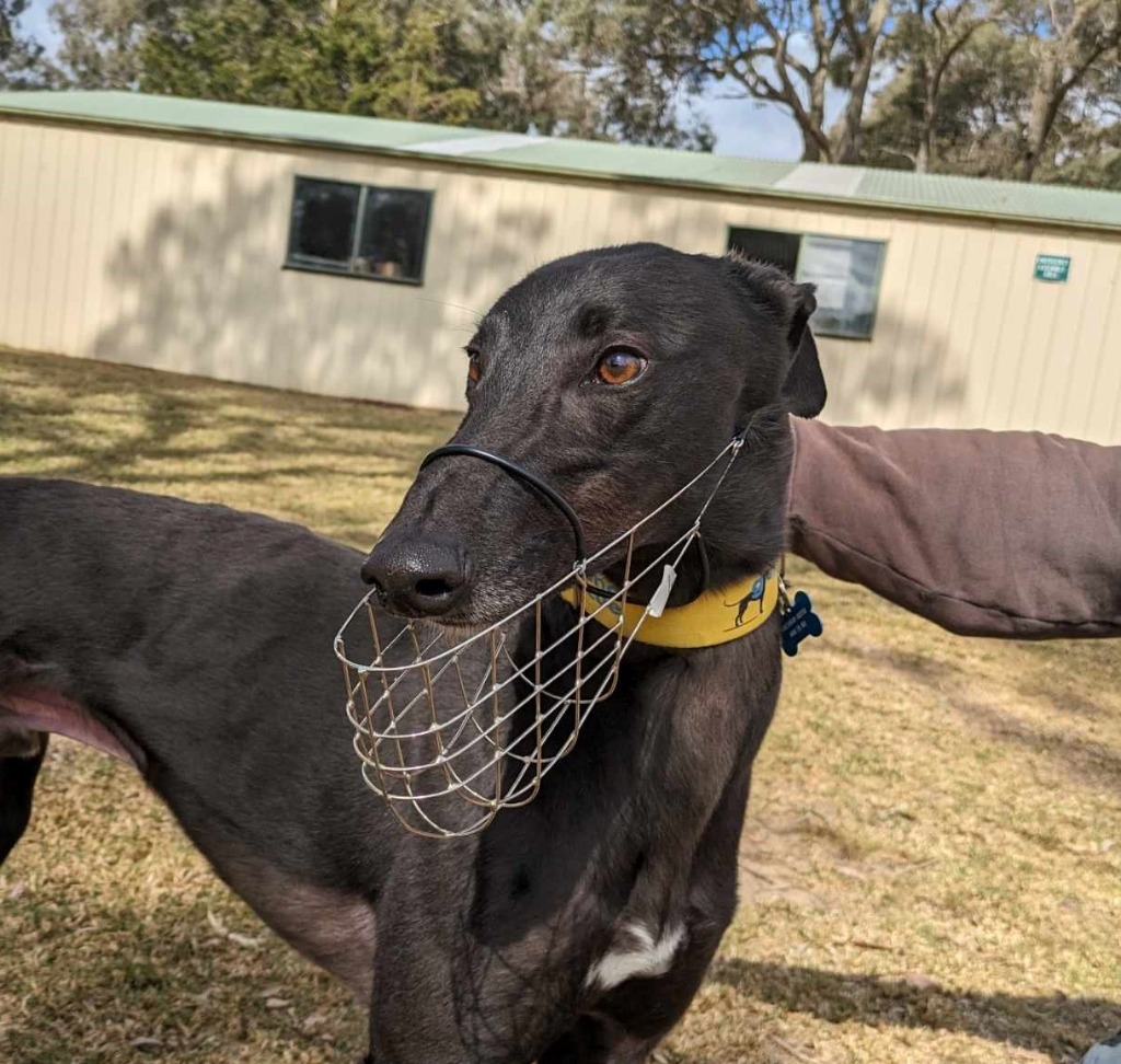 Pepito - Large Male Greyhound Dog in NSW - PetRescue