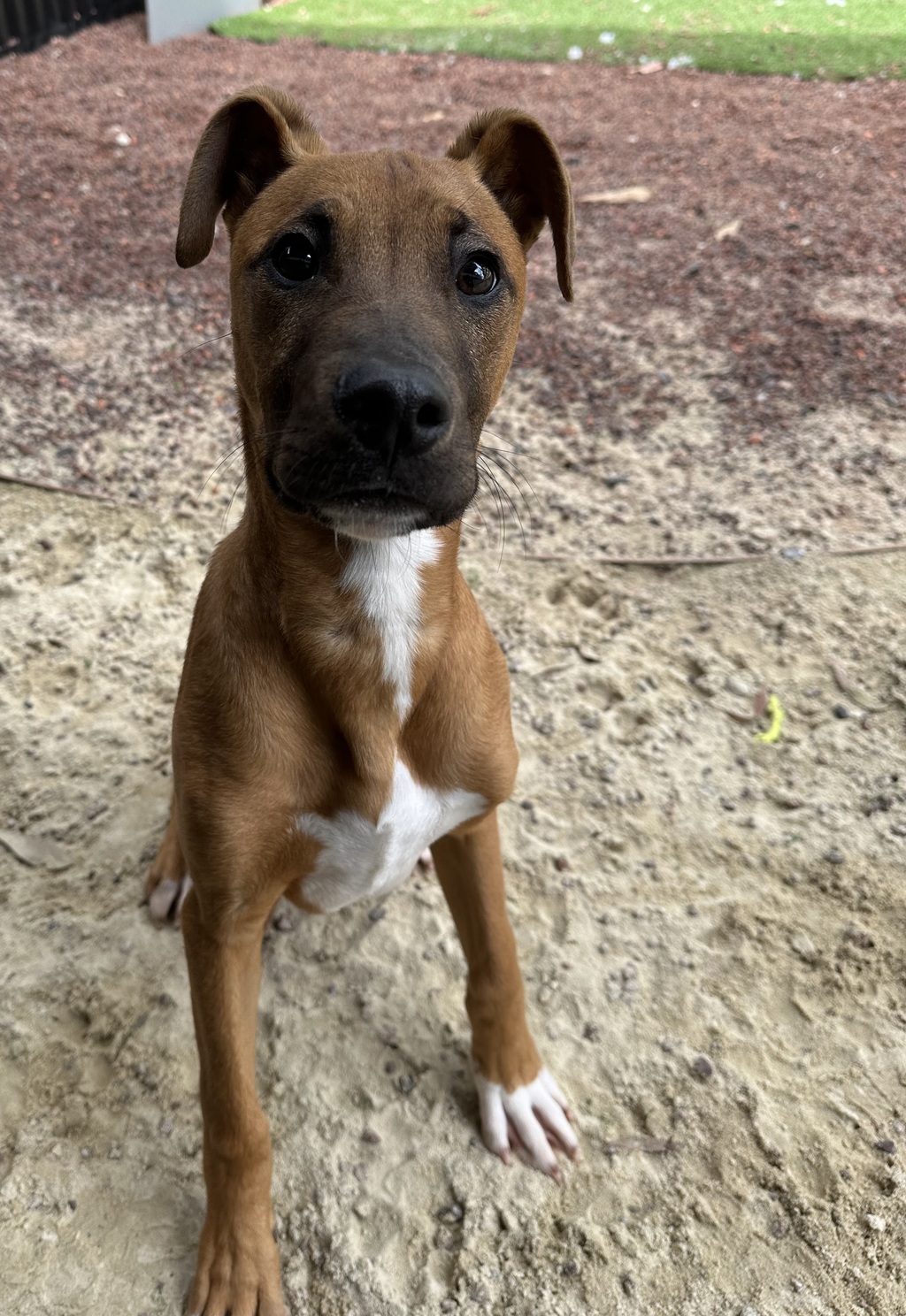 Buster - Medium Male American Staffordshire Terrier Mix Dog in VIC ...