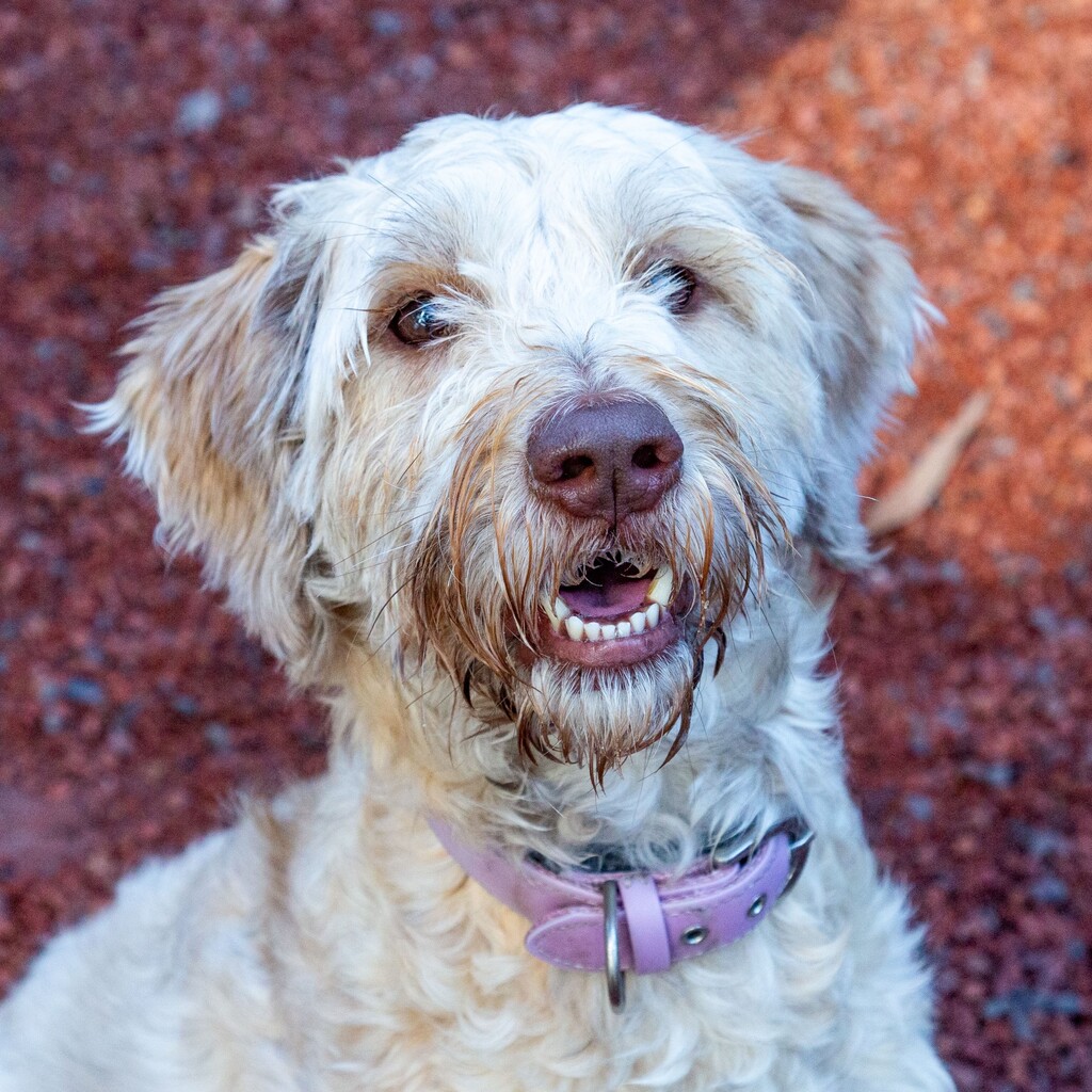 Stormi Girl - Medium Female Groodle Mix Dog in VIC - PetRescue