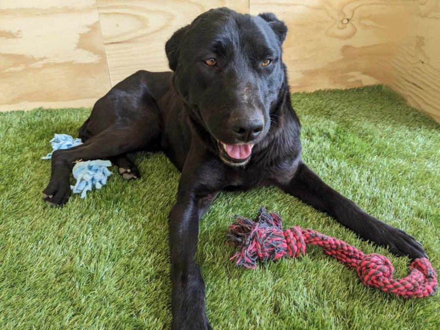 Hansel - Medium Male Labrador Mix Dog in NSW - PetRescue