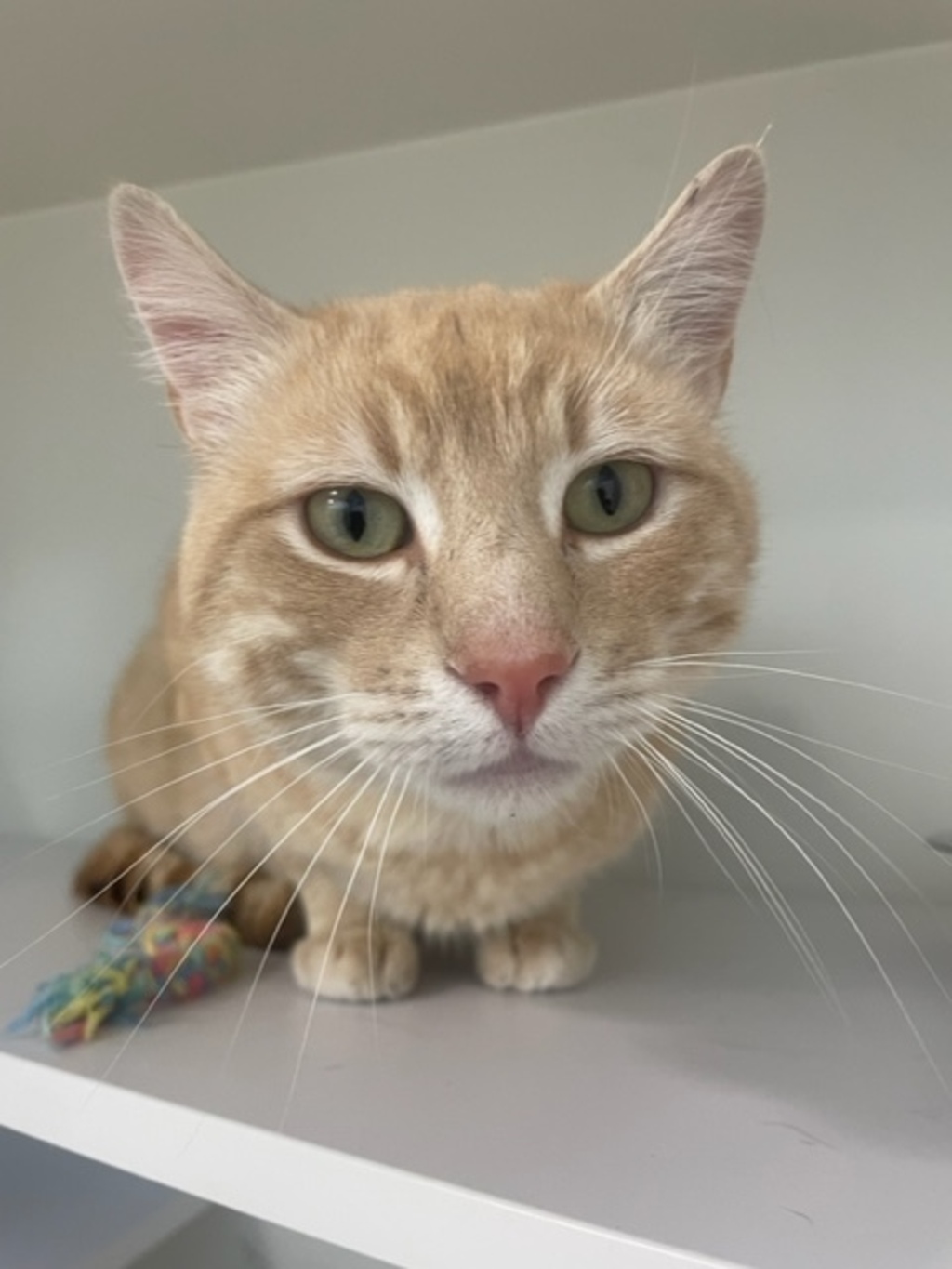 Tiger - Male Domestic Short Hair Cat in VIC - PetRescue