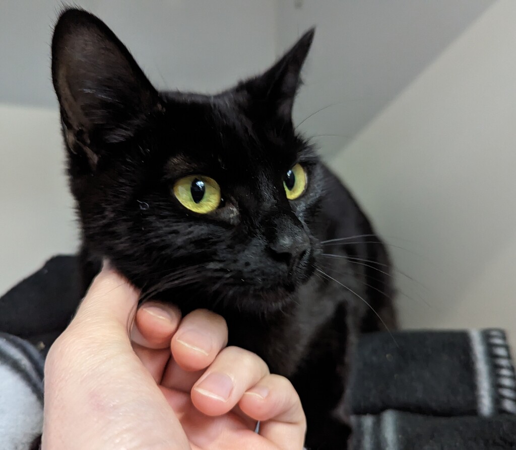Shuri - Female Domestic Short Hair Mix Cat in QLD - PetRescue