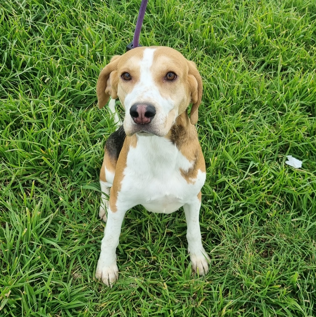 Lucy-Lu - Medium Female Coonhound Dog in VIC - PetRescue