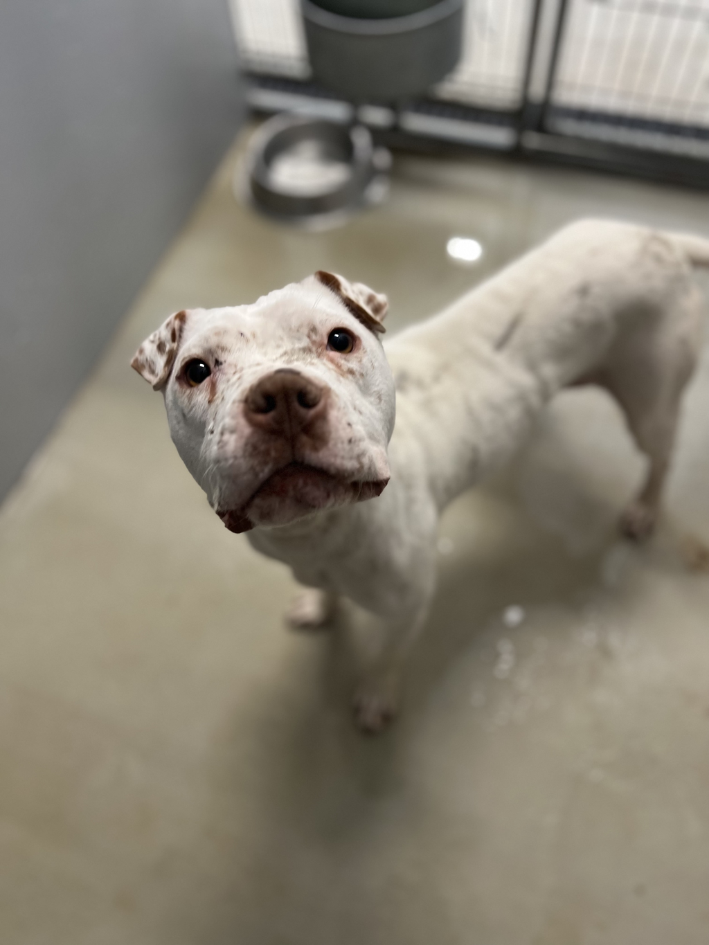 Freckles - Medium Female Staffy Mix Dog in VIC - PetRescue