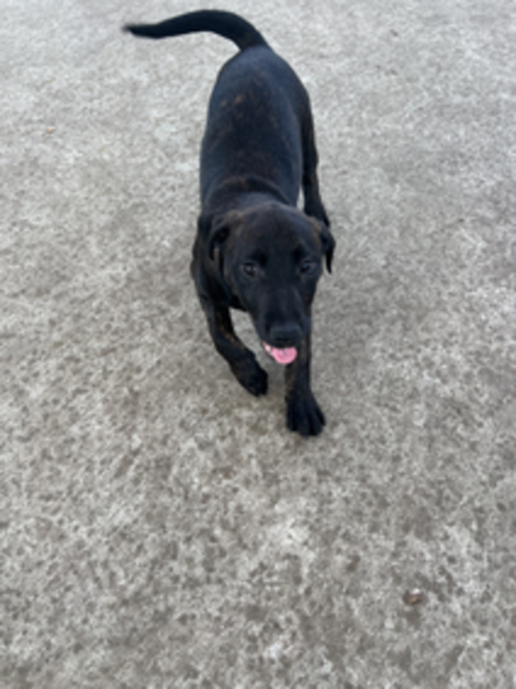 Girl 4 - Medium Female Staffy Mix Dog in VIC - PetRescue