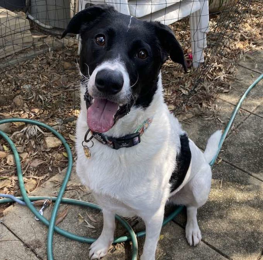Bear - Medium Male Border Collie x Koolie Mix Dog in QLD - PetRescue