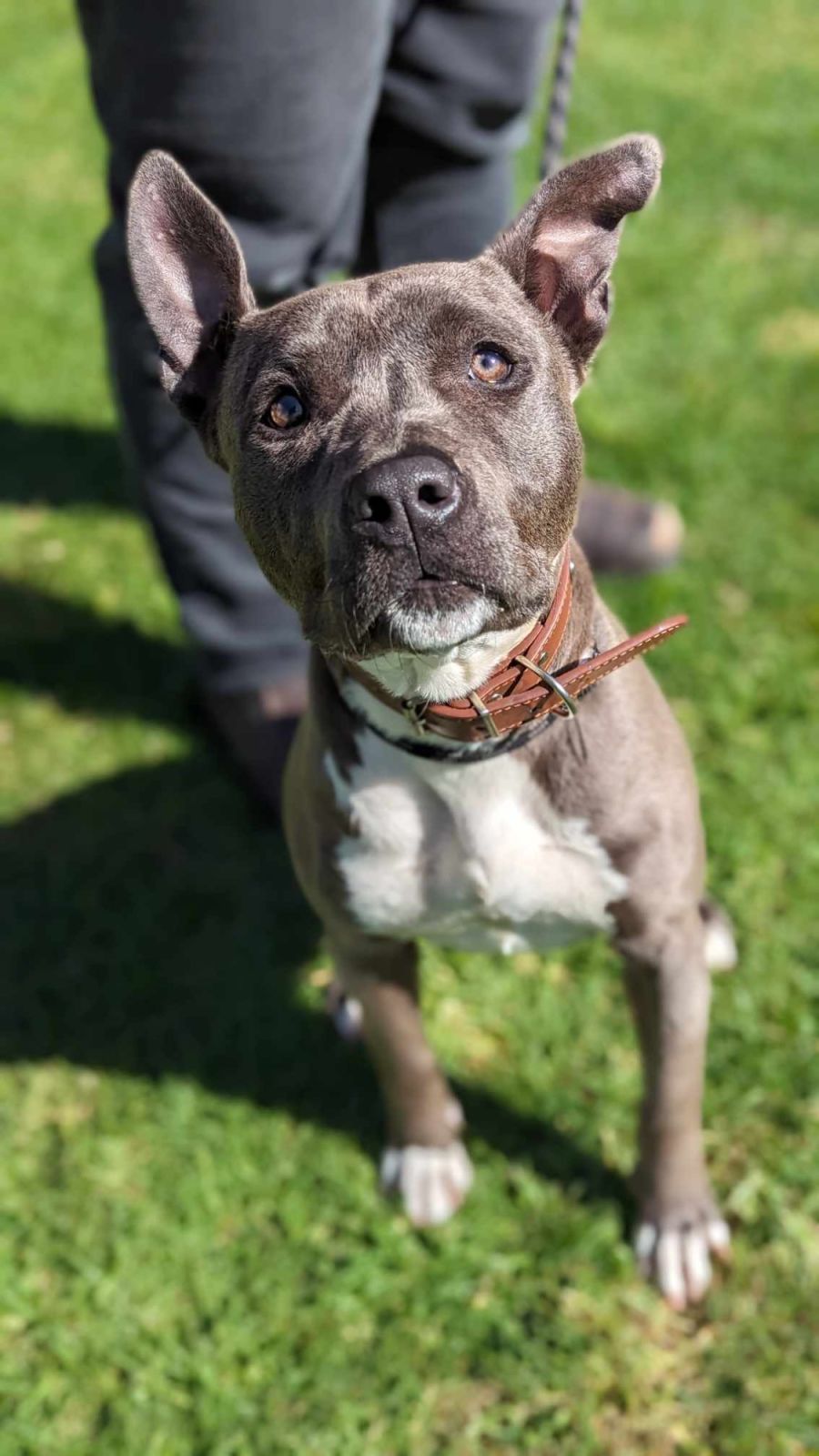Storm - Medium Female Staffy Mix Dog in NSW - PetRescue