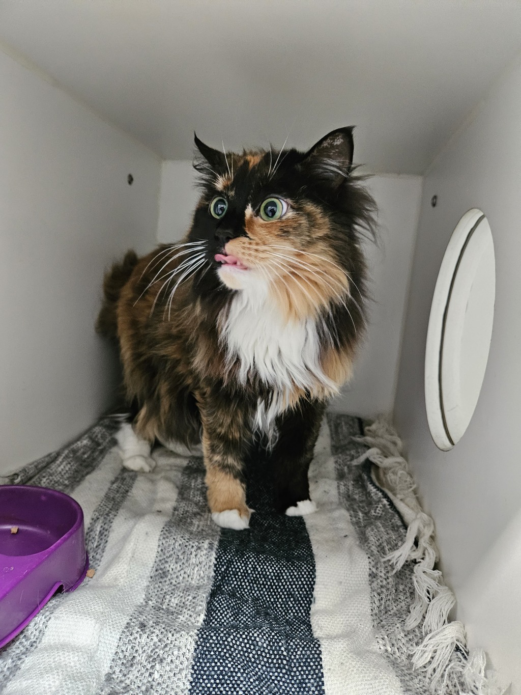 Dodi - Female Domestic Longhair Mix Cat in VIC - PetRescue