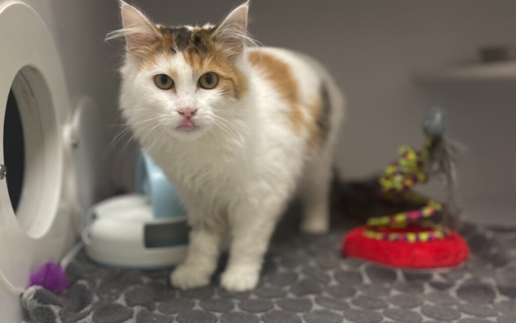 Dashi - Female Domestic Medium Hair Mix Cat in VIC - PetRescue