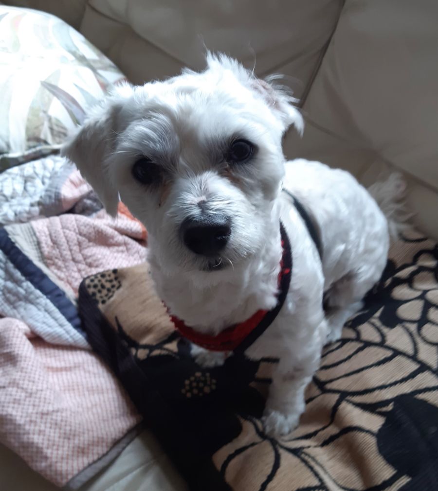 Coco - Small Male Maltese Mix Dog in NSW - PetRescue