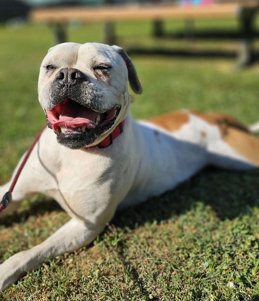 Bohdie - Large Male Johnson Bulldog Mix Dog in VIC - PetRescue