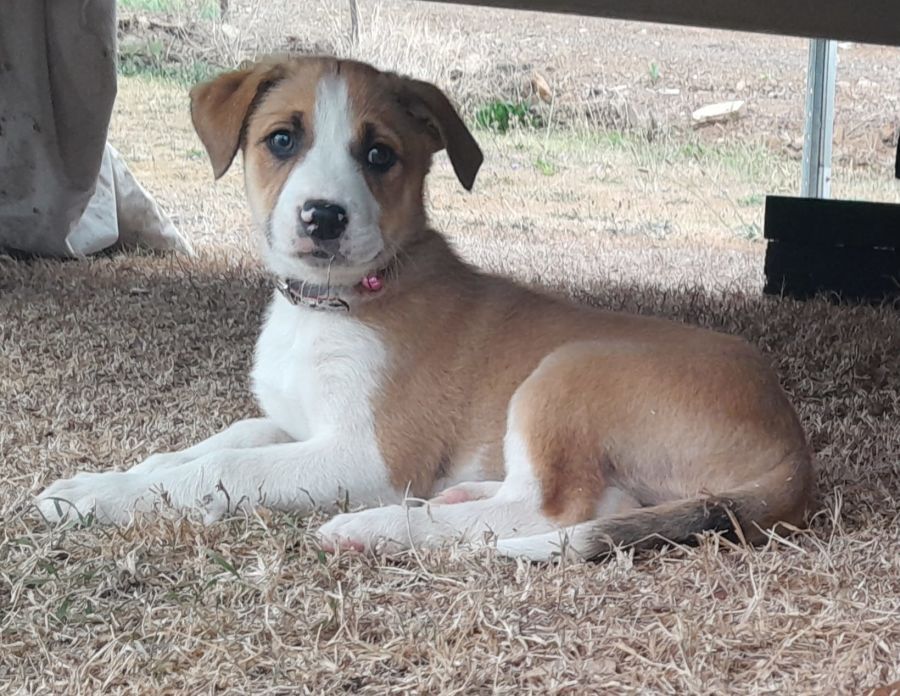 Ginger - Medium Female Border Collie Mix Dog in QLD - PetRescue