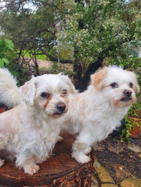 Mishka - Medium Male Shih Tzu Dog in WA - PetRescue
