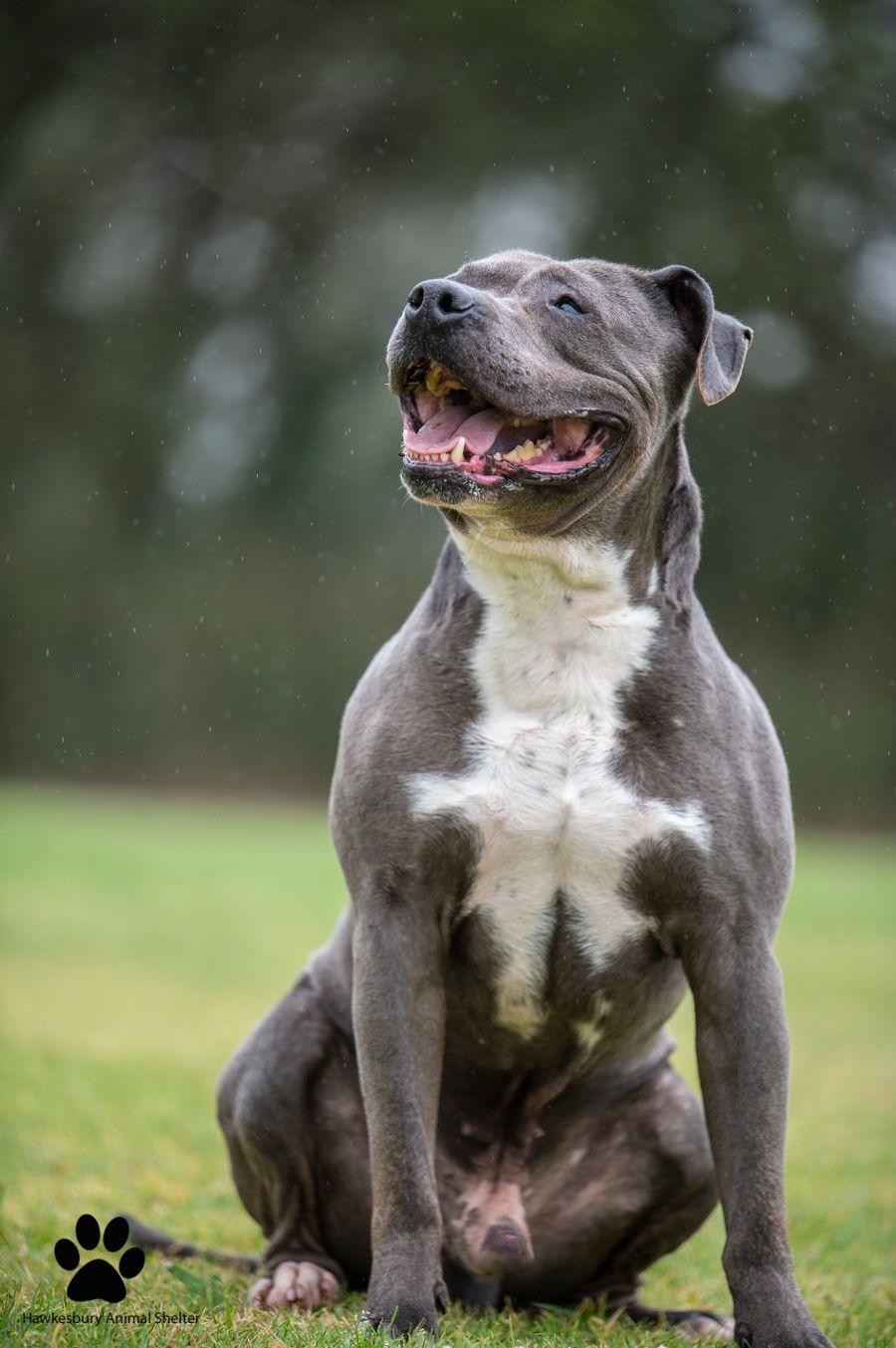 Zeus - Large Male Staffy Dog in NSW - PetRescue