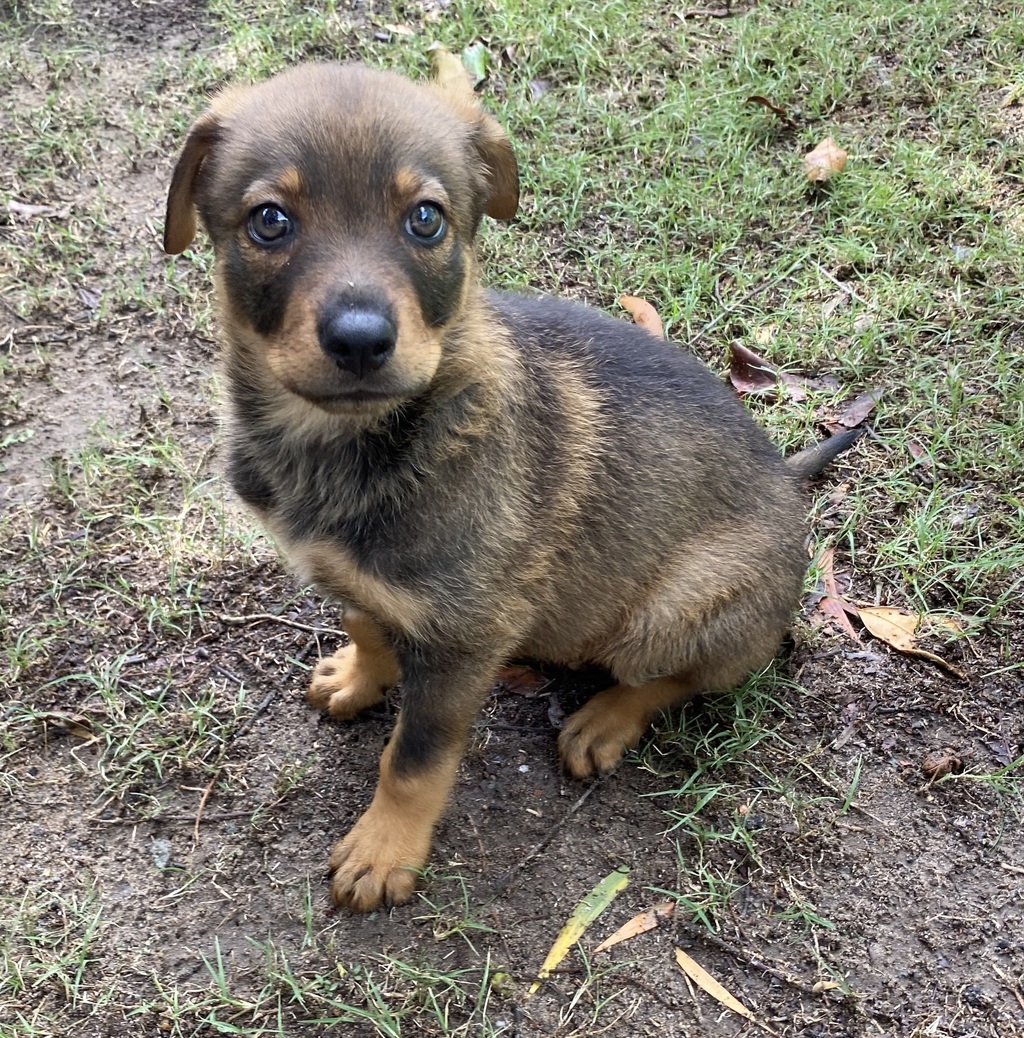Money - Large Female German Shepherd x Rottweiler Mix Dog in QLD ...