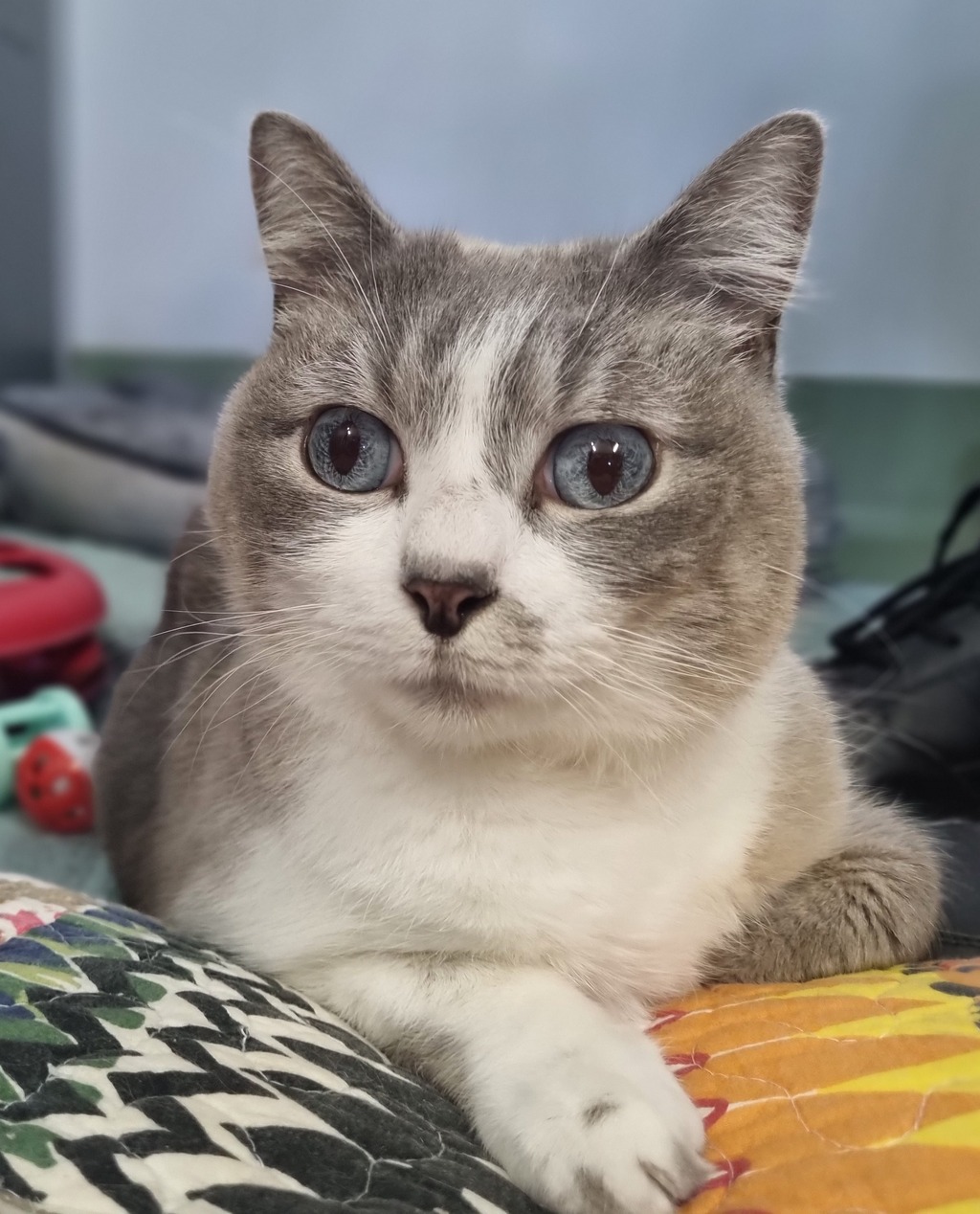 Yuki - Female Manx Mix Cat in QLD - PetRescue