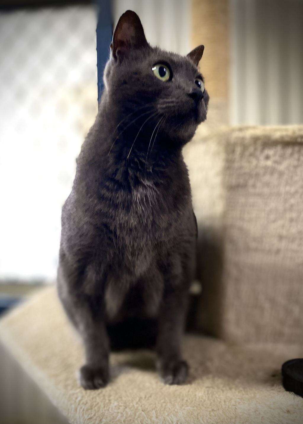 Schmokie - Male Manx Mix Cat in QLD - PetRescue