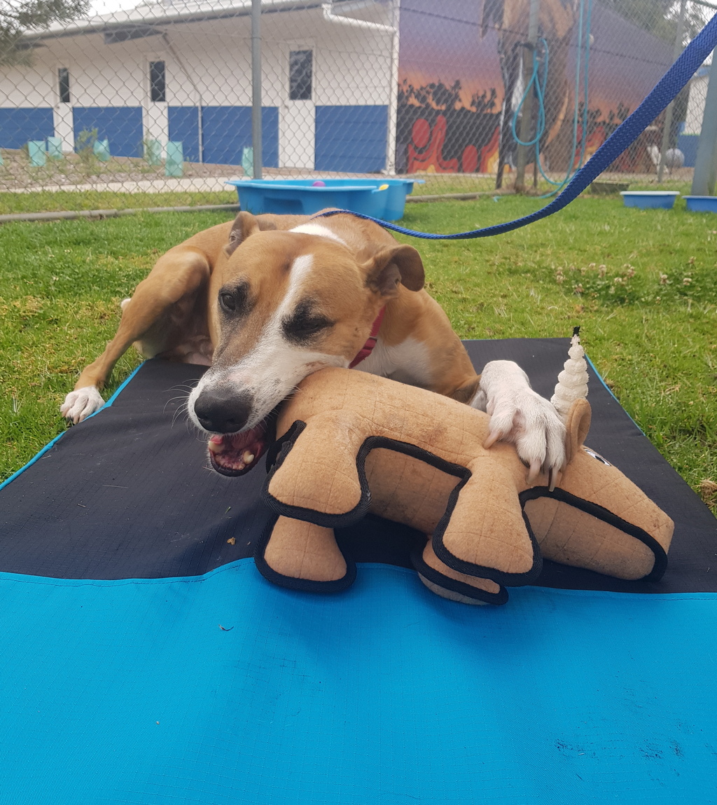 Chacko - Large Male Mixed Mix Dog in WA - PetRescue