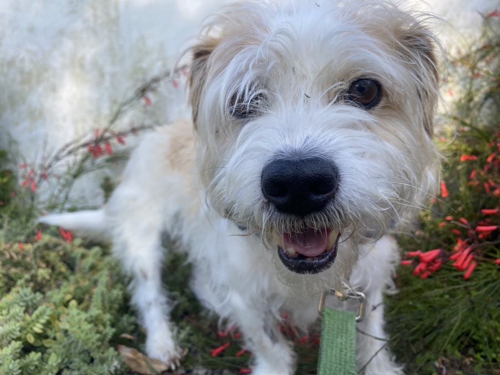 Trevor - Small Male Wirehaired Jack Russell Terrier Mix Dog in QLD ...