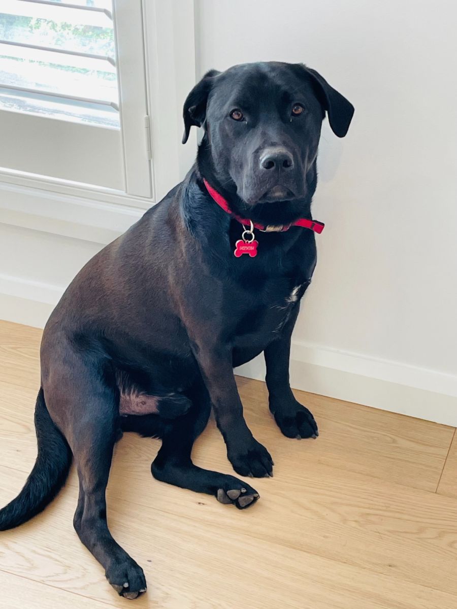 Mikey - Medium Male Labrador Mix Dog in VIC - PetRescue