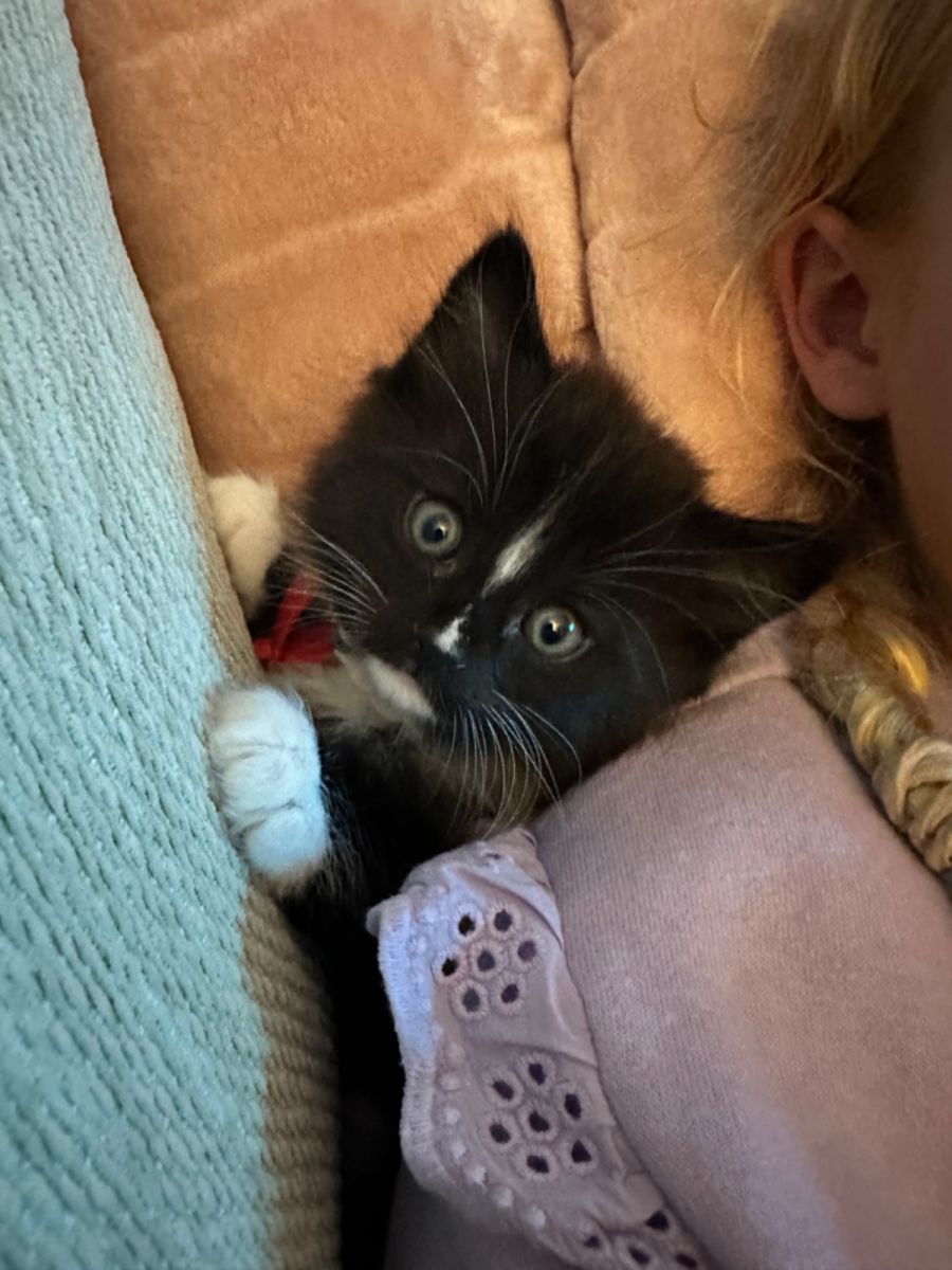 Snickers - Male Domestic Short Hair Cat in NSW - PetRescue