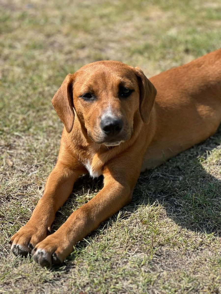 Tango - Medium Male Rhodesian Ridgeback Mix Dog in QLD - PetRescue