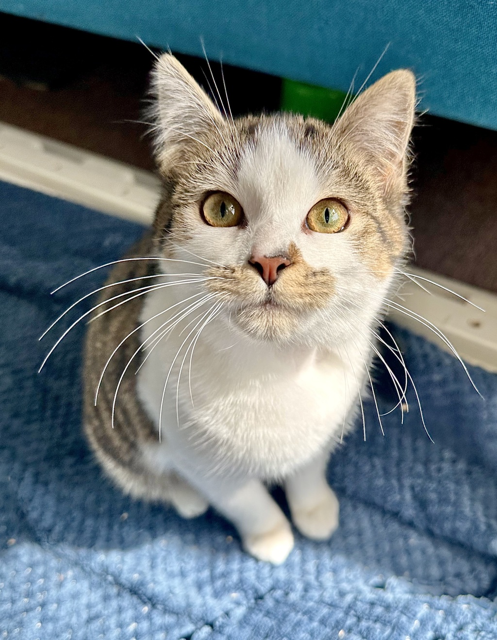Croissant - Female Domestic Short Hair Cat in VIC - PetRescue