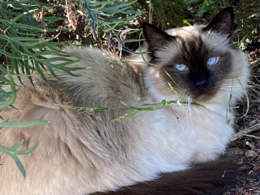 Oxycie - Male Ragdoll Mix Cat in NSW - PetRescue