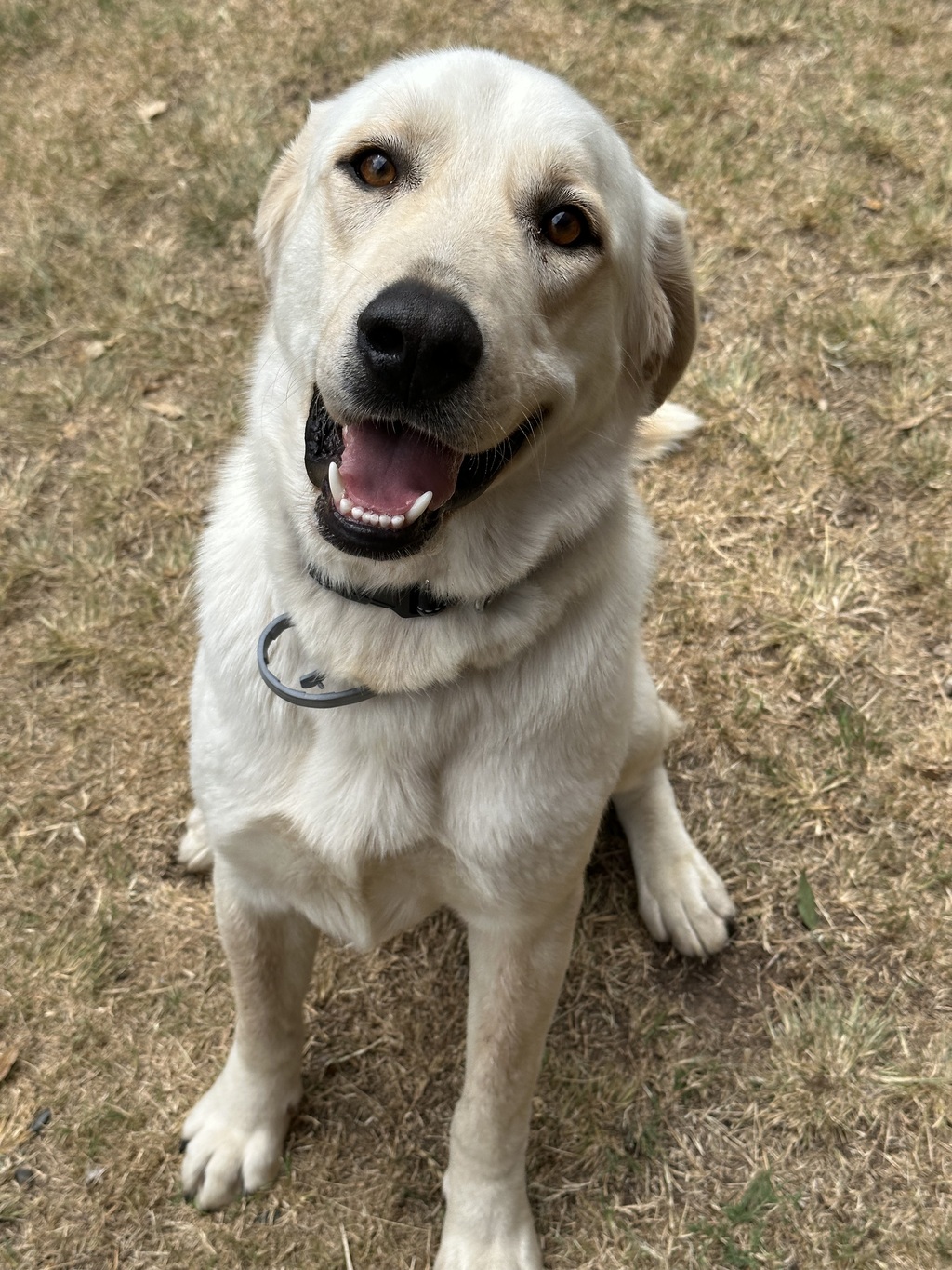 Loki - Large Male Maremma Sheepdog x Labrador Retriever Mix Dog in QLD ...