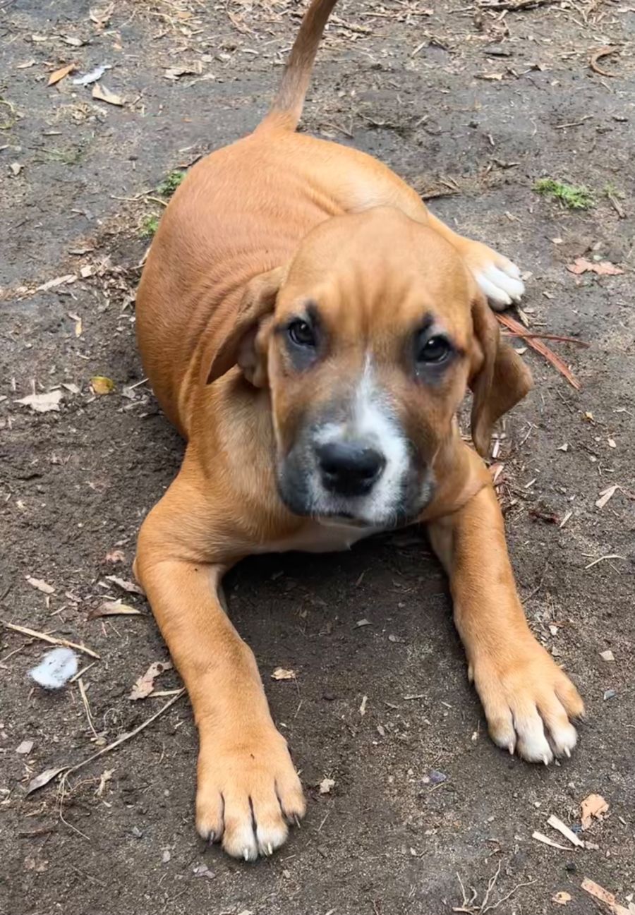Cookie - Medium Female Coonhound Mix Dog in NSW - PetRescue