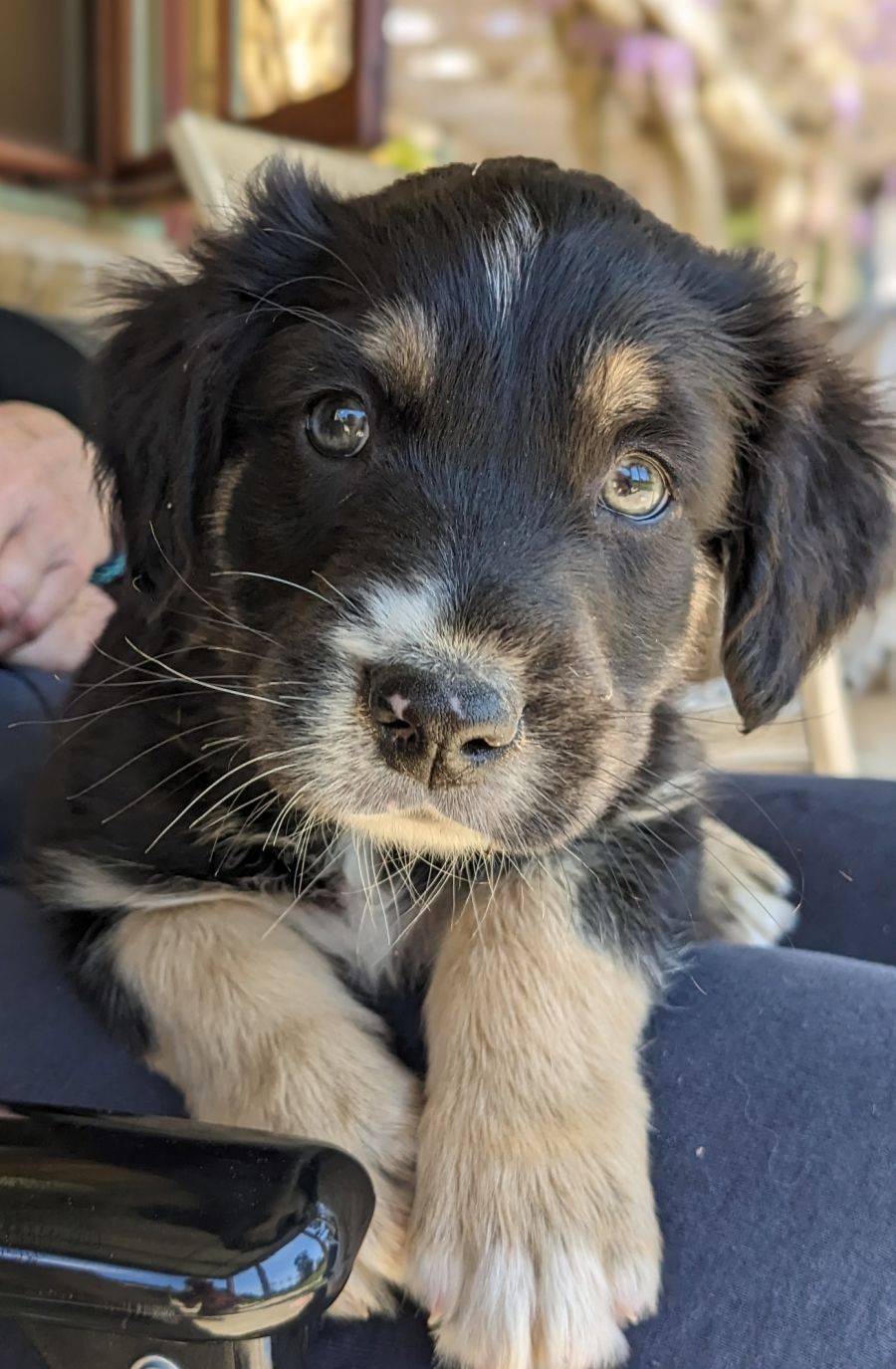 Luca - Medium Male Border Collie Mix Dog in NSW - PetRescue