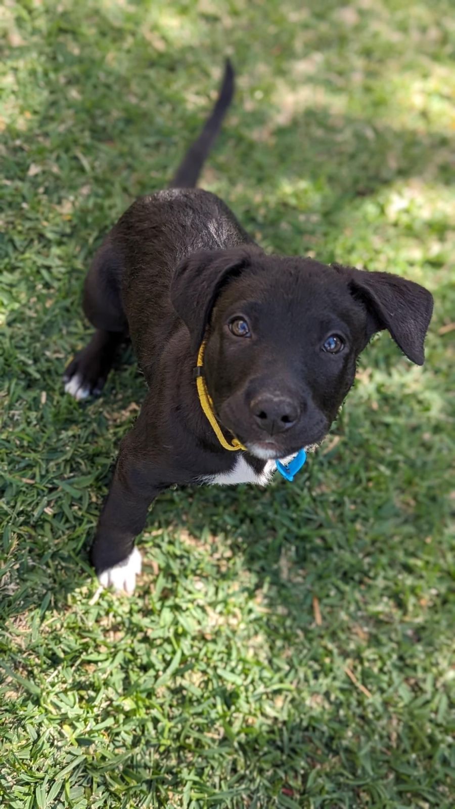 Astro - Medium Male Kelpie x Border Collie Mix Dog in QLD - PetRescue