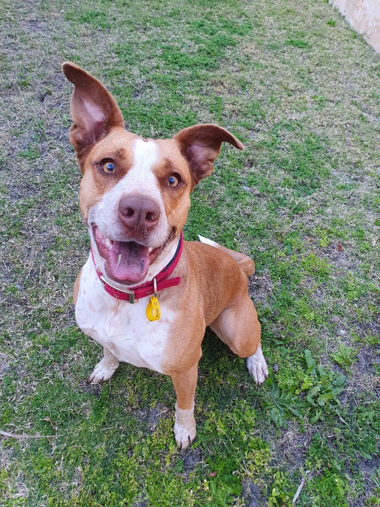 Nala - Large Female Rhodesian Ridgeback x Mixed Breed Mix Dog in WA ...