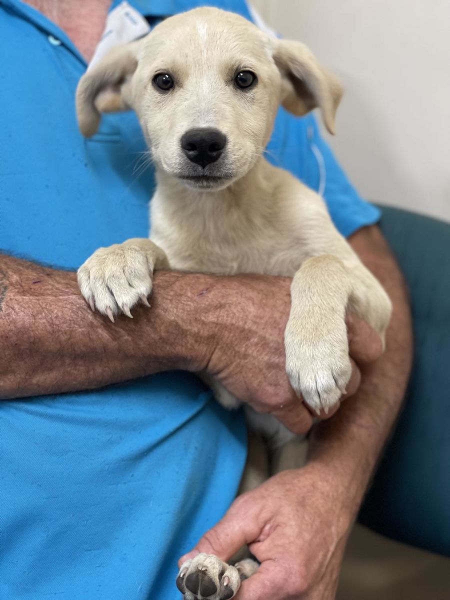 Otto - Medium Male Labrador x Maremma Sheepdog Mix Dog in QLD - PetRescue