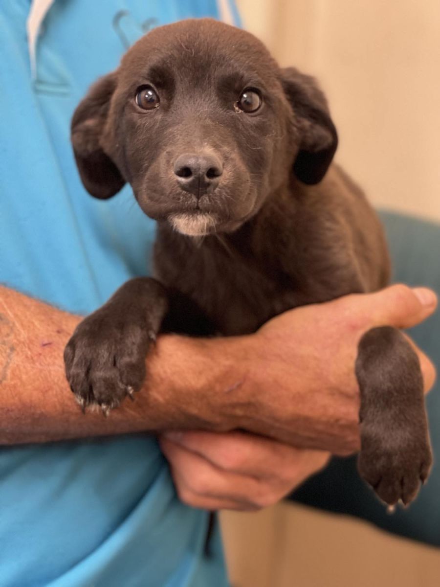 Jude - Medium Male Labrador x Maremma Sheepdog Mix Dog in QLD - PetRescue