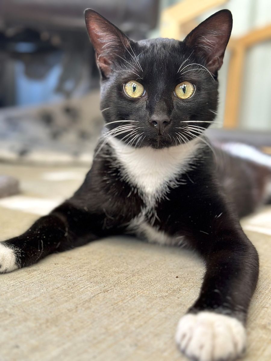 Snoop - Male Domestic Short Hair Cat in NSW - PetRescue