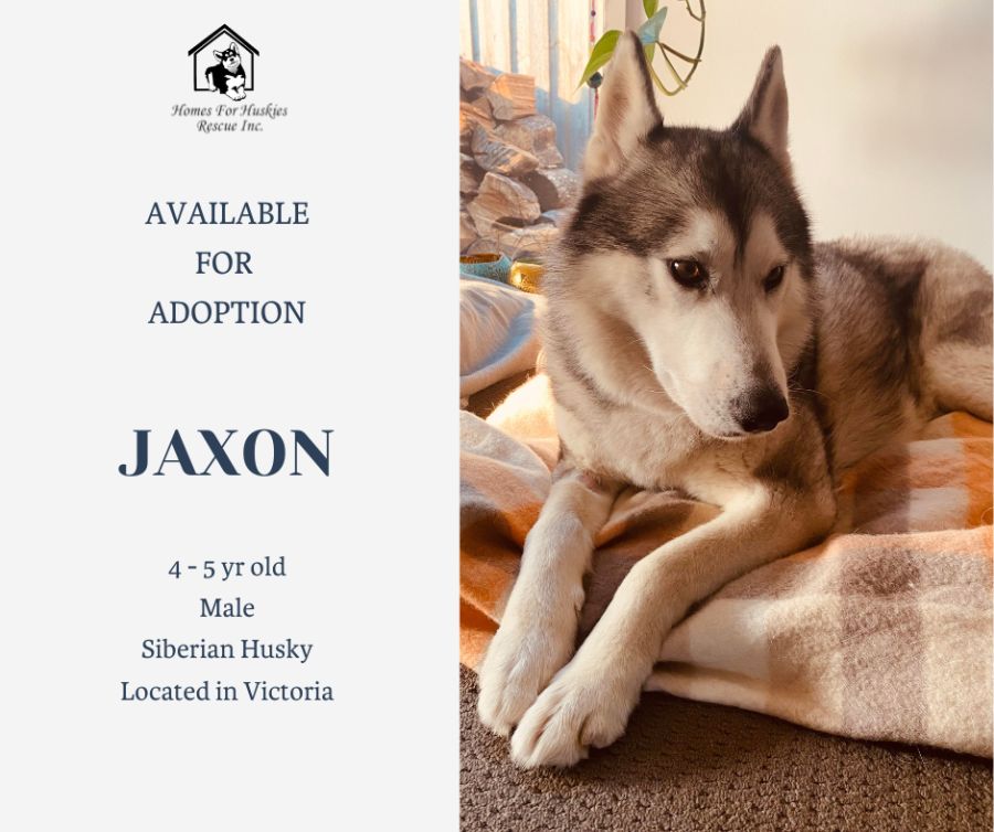 Jaxon - Medium Male Siberian Husky Dog in VIC - PetRescue