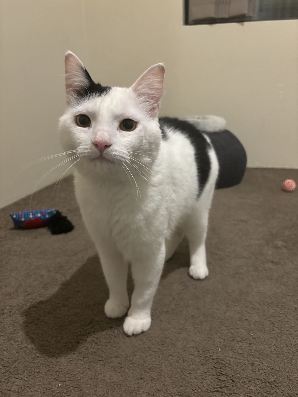 Matt The Catt - Male Domestic Short Hair Mix Cat in WA - PetRescue