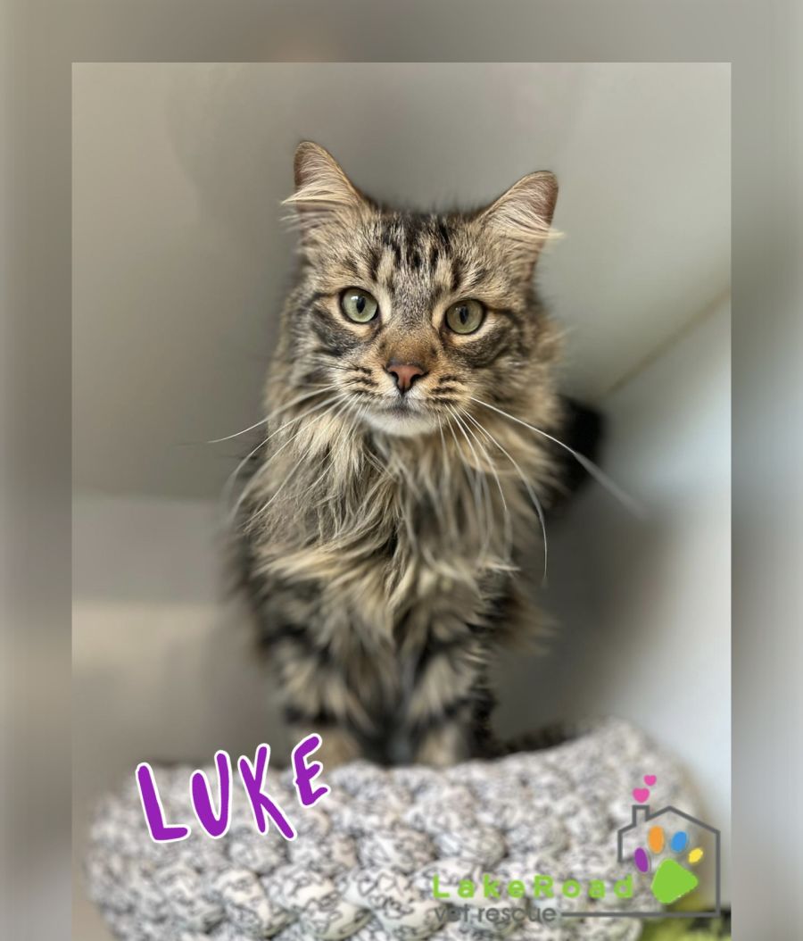 Luke - Male Maine Coon Mix Cat in NSW - PetRescue