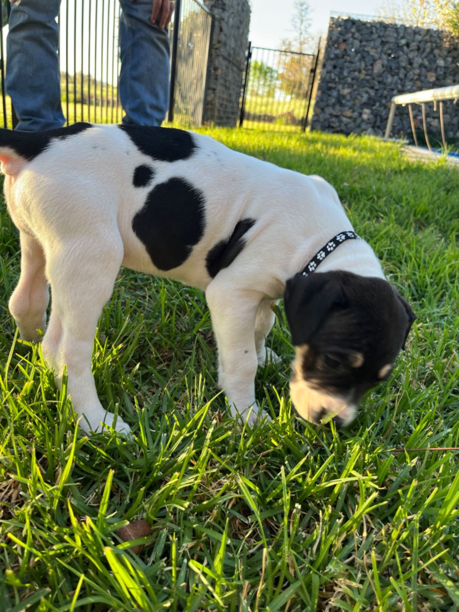 Pudge - Large Female Bull Arab Mix Dog in NSW - PetRescue