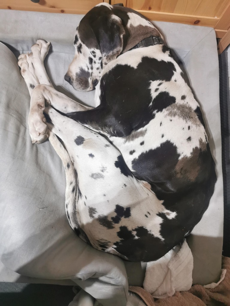 Delilah - Large Female Great Dane Dog in QLD - PetRescue