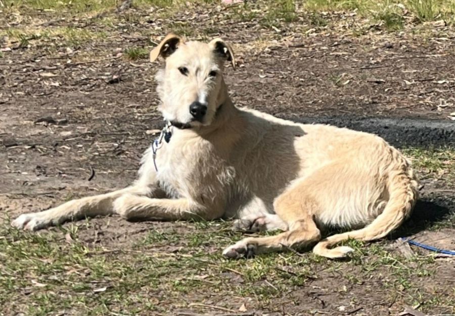 Teddy - Large Male Staghound Dog in NSW - PetRescue