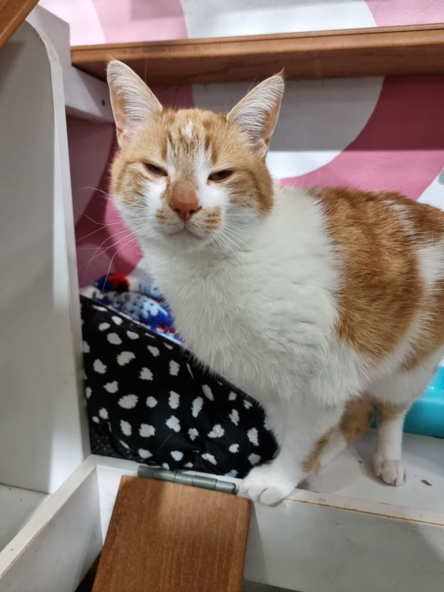 Mooch - Male Domestic Short Hair Cat in VIC - PetRescue