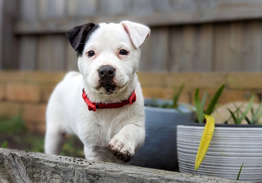 Indi - Medium Female Jack Russell Terrier x Staffy Mix Dog in VIC ...